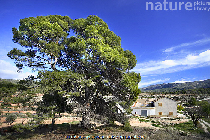 Stock photo of Aleppo pine tree (Pinus halepensis) Petrar, Alicante ...