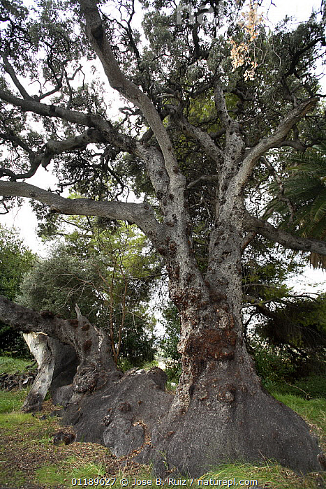 Stock photo of Trunk of Ancient Holm oak tree (Quercus ilex) Xixona ...