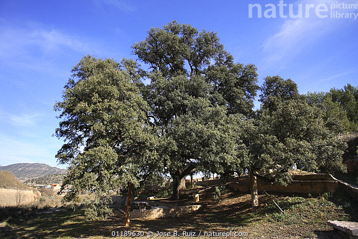 Stock photo of Stand of Holm oak trees (Quercus ilex) La Romana ...