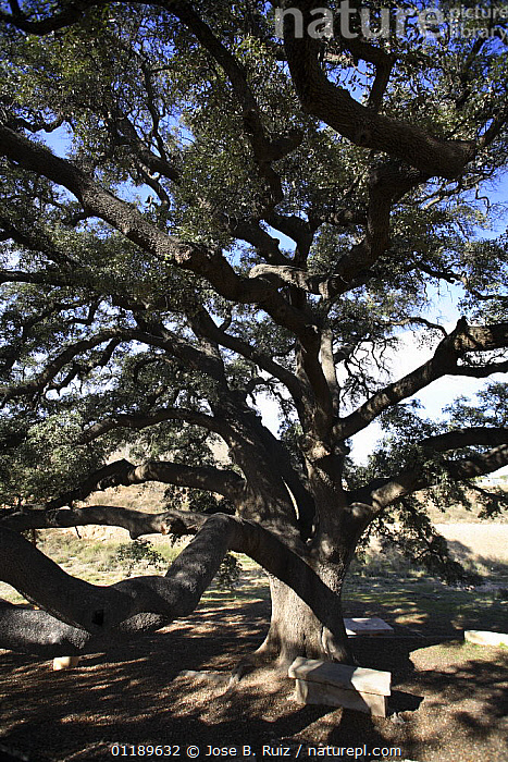 Stock photo of Seats in the shade of a Holm oak tree (Quercus ilex) La ...
