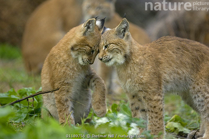 Stock photo of Two Lynx (Lynx lynx) juveniles interacting, Germany ...