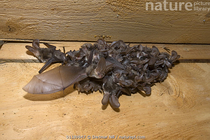 Stock photo of Group of Alpine long-eared bats (Plecotus alpinus ...
