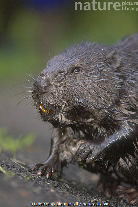 Stock photo of Wet Eurasian beaver (Castor fiber) portrait showing ...