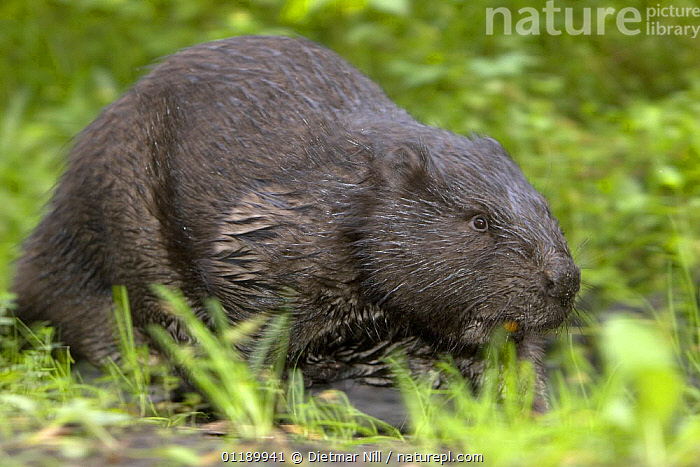 Stock photo of Eurasian beaver (Castor fiber) Mazury, Poland. Available ...