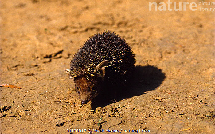 Stock photo of Indian Hedgehog (Paraechinus micropus) on bare earth ...