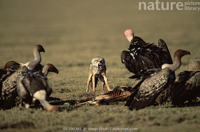 Stock photo of African wolf (Canis lupaster) male defending its kill ...