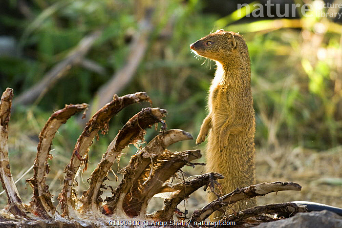 Stock photo of Slender mongoose {Herpestes sanguineus} standing guard ...