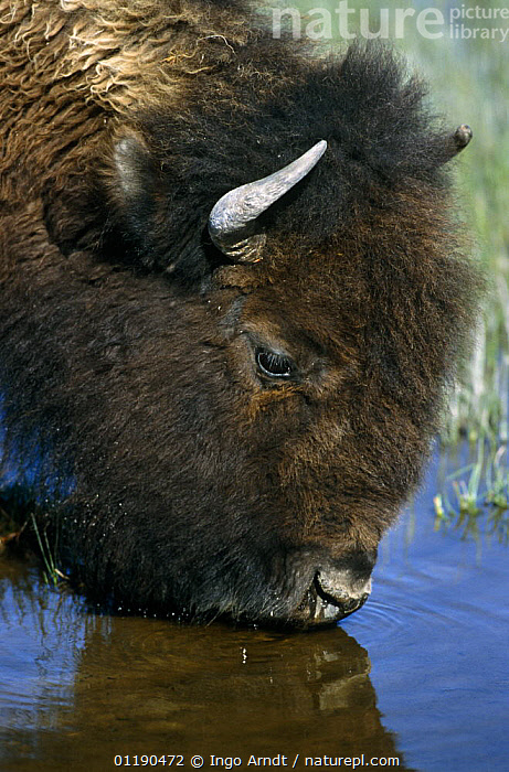 Stock photo of Bison (Bison bison) drinking, Yellowstone National Park ...