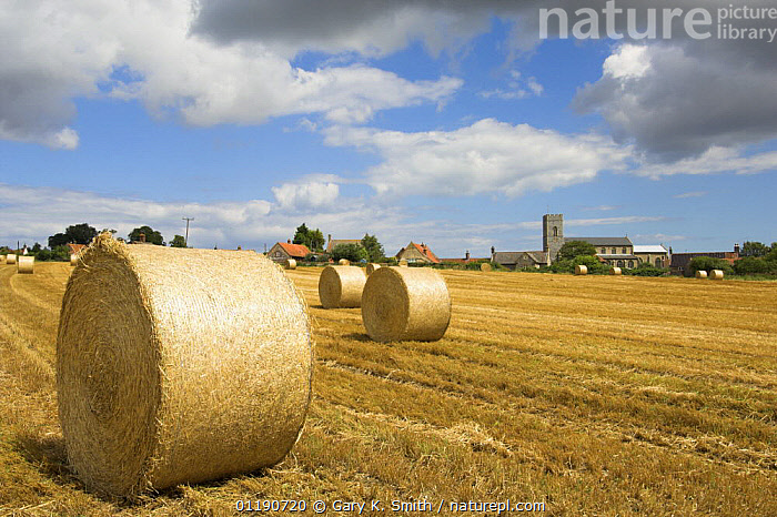 Stock photo of Round straw bales (Triticum genus) in traditional ...