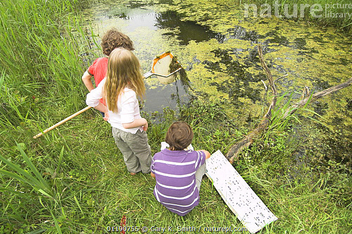 Stock photo of Children pond dipping with net and identification chart ...