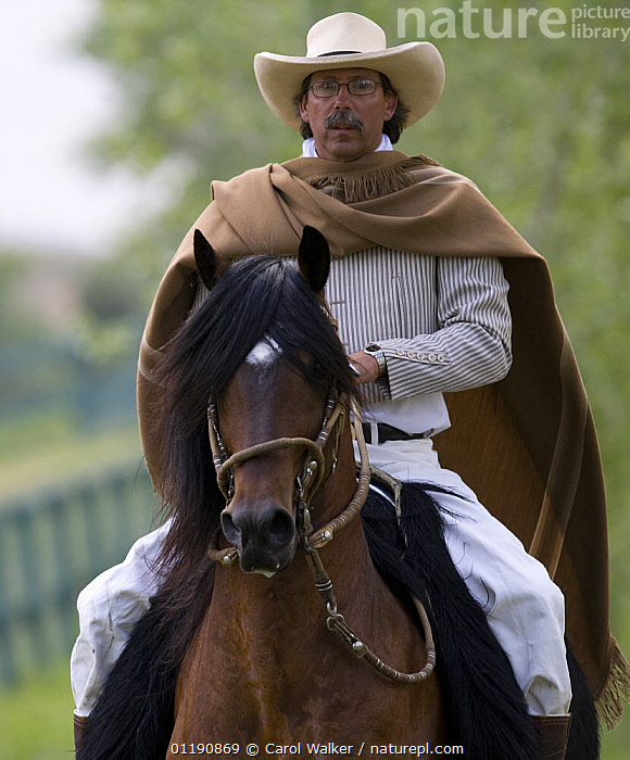 Stock photo of Man riding Bay Peruvian Paso stallion in traditional ...