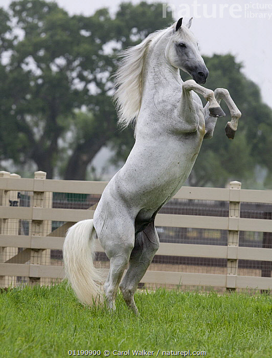 Stock photo of Grey Andalusian stallion rearing on back legs in paddock ...