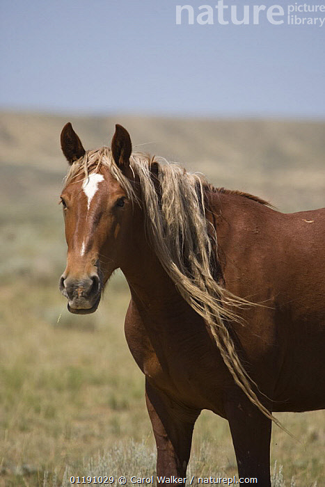 Stock photo of Wild horse / mustang sorrel mare with long mane in long ...