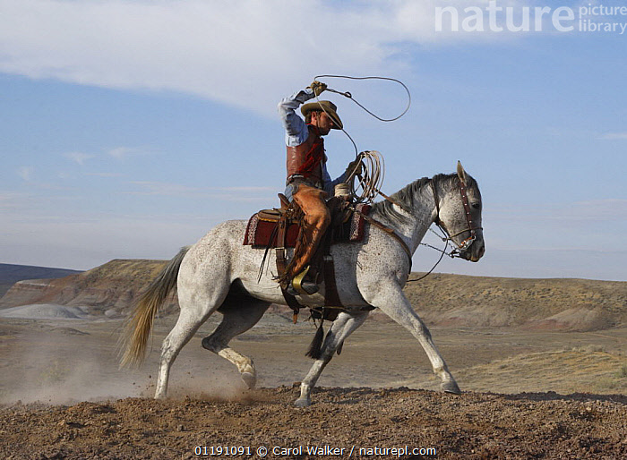 Stock photo of Cowboy riding horse whilst coiling rope lassoo, Flitner ...