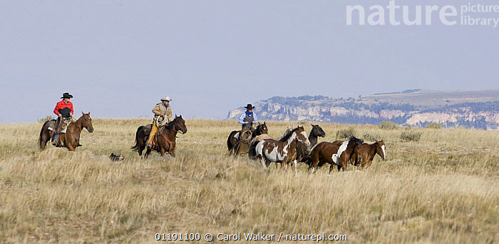 Stock photo of Three cowboys and a cowdog herding five horses, Flitner ...