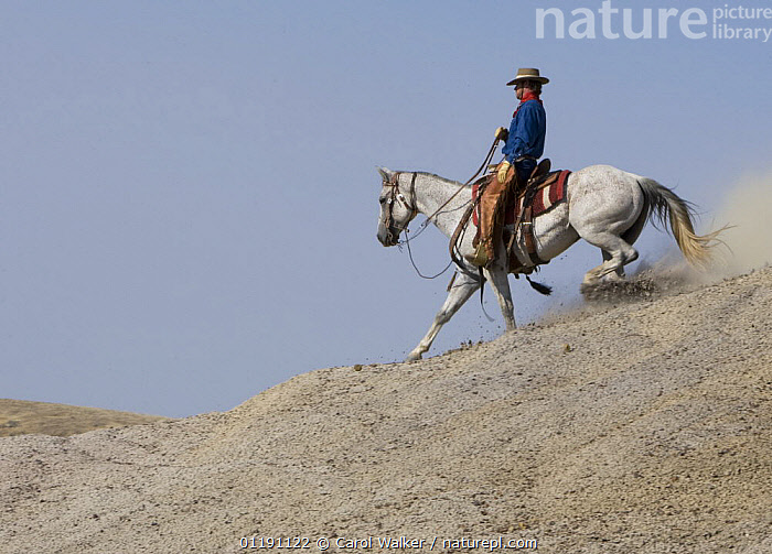 Stock photo of Cowboy riding fast down the steep hill, stirring up dust ...