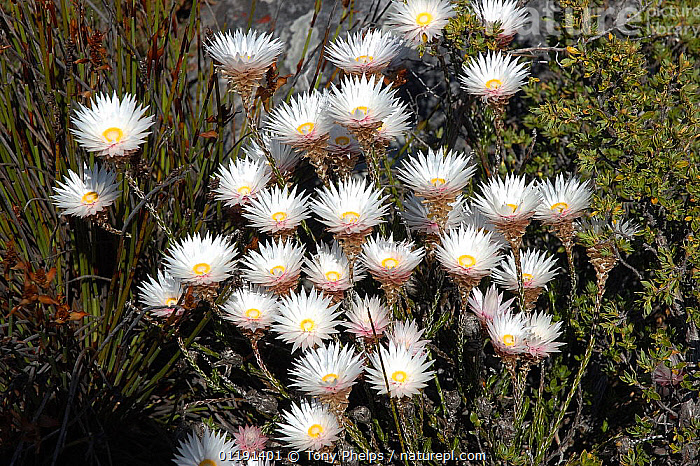 Stock photo of Everlasting flower {Syncarpha vestita} Table Mountain ...