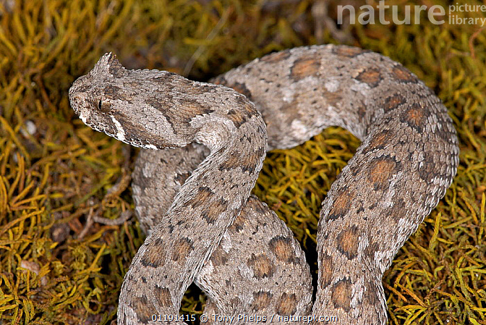 Stock photo of Southern adder {Bitis armata} juvenile male, DeHoop ...