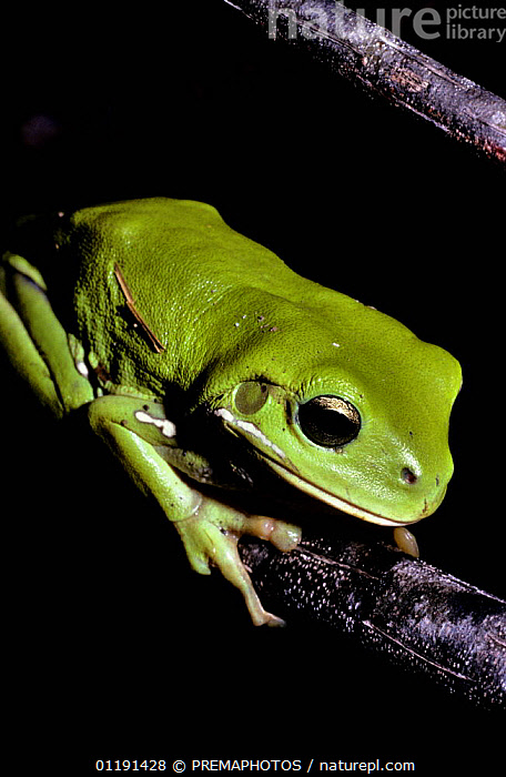 Stock photo of White's / Green tree frog (Litoria caerulea) on branches ...