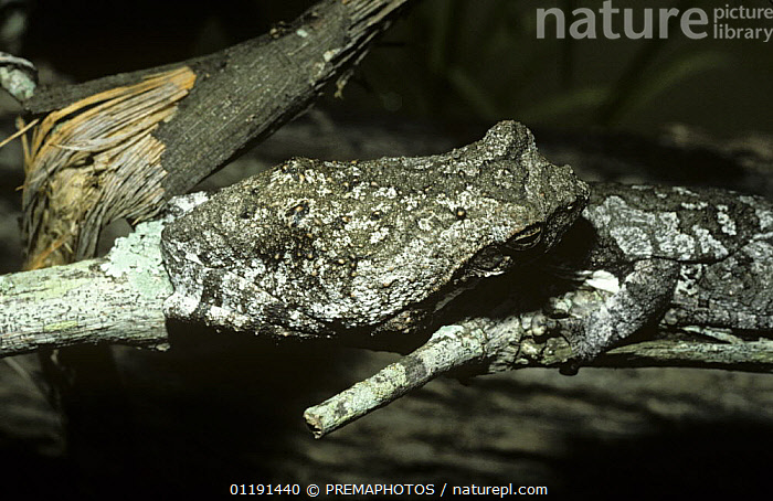 Stock photo of Coast foam-nesting tree frog (Chiromantis xerampelina ...
