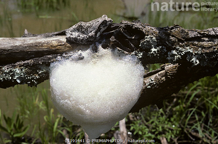 Stock photo of Coast foam-nesting tree frog (Chiromantis xerampelina ...
