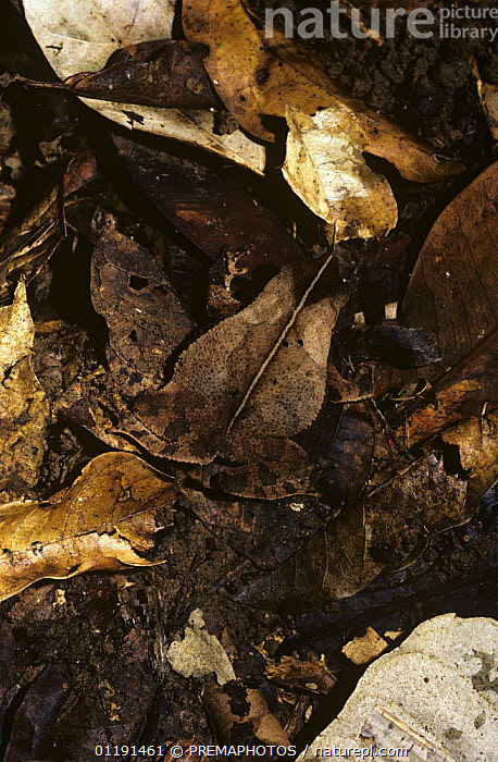 Stock photo of Dead-leaf toad (Bufo typhonius) well camouflaged on the ...