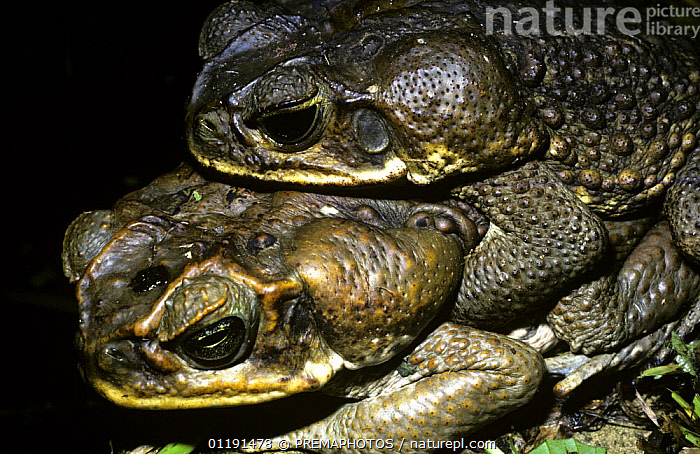 Stock photo of Giant / marine cane toads (Bufo marinus) pair in ...