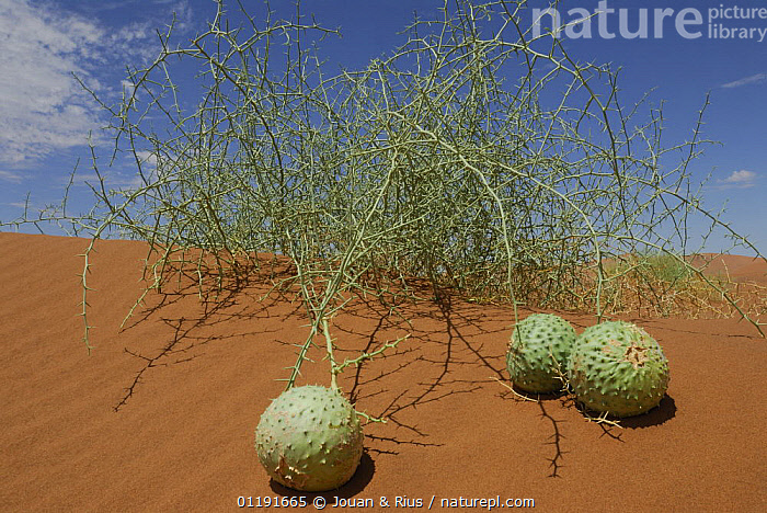 Stock photo of Nara melons (Acanthosicyos horrida) on sand dune, Namib ...