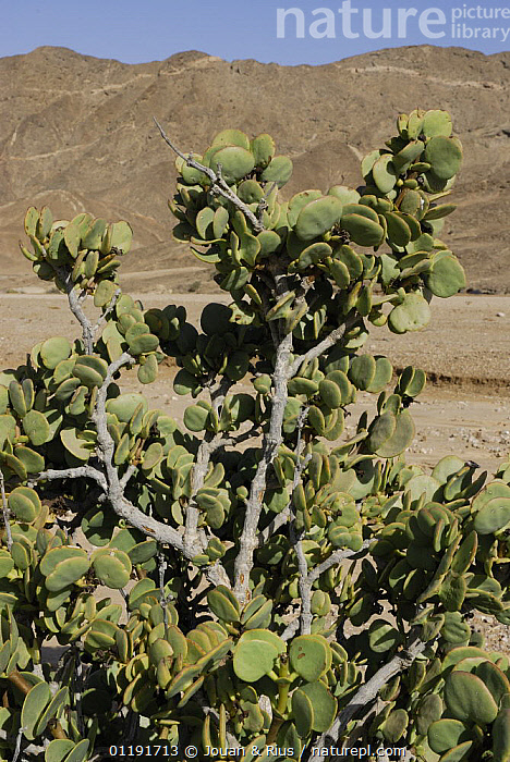 Stock photo of Dollar-bush (Zygophyllum stapfii), Namib Naukluft NP ...