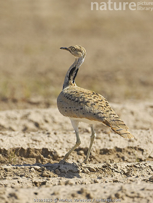 Stock photo of Houbara Bustard (Chlamydotis undulata) Sultanate of Oman ...