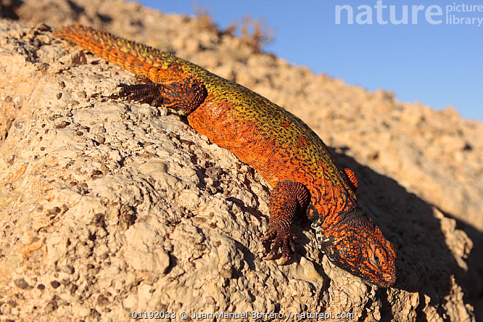 Stock photo of Moroccan spiny tailed lizard (Uromastyx acanthinurus ...