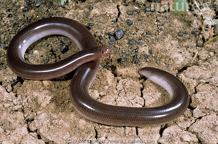 Stock photo of Robust blind snake {Ramphotyphlops ligatus} Bonshaw, New ...