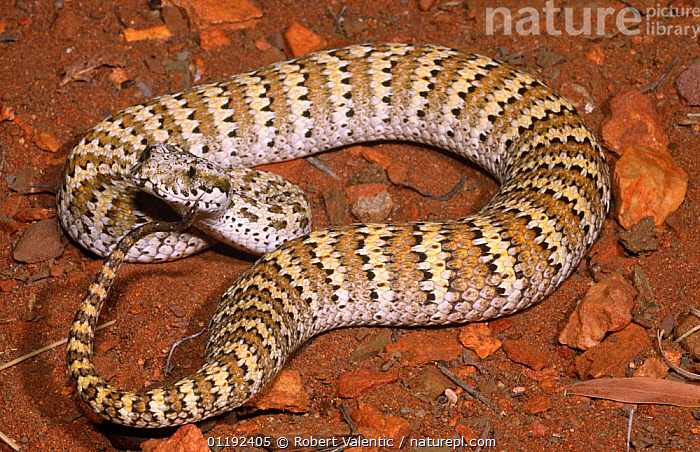 Stock photo of Barkly death adder {Acanthophis hawkei} female wriggling ...