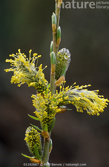 Stock photo of Catkin of Willow {Salix sp} with flowers and buds in ...