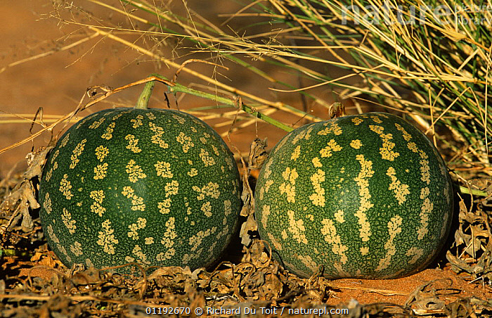 Stock photo of Tsamma / water melons {Citrullus lanatus} growing in the ...