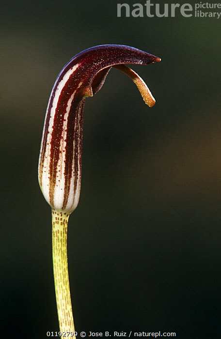 Stock photo of Flower of Friar's cowl {Arisarum vulgare} Spain ...