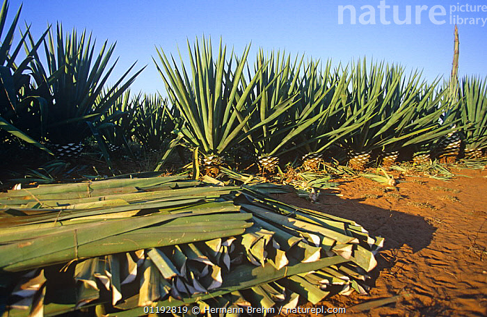 Stock photo of Sisal leaves {Agave sp} harvested for sisal production ...