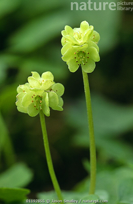 Stock photo of Moschatel / Townhall clock flowers {Adoxa moschatellina ...