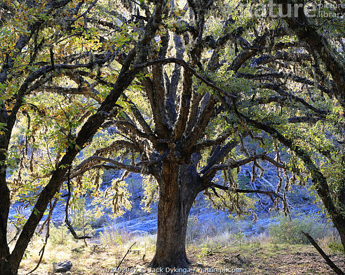 Stock photo of Oak tree (Quercus sp) in the San Isidro Canyon, Maderas ...
