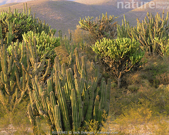Stock photo of Flowering Garambullo (Myrtillocactus geometrizans) and ...