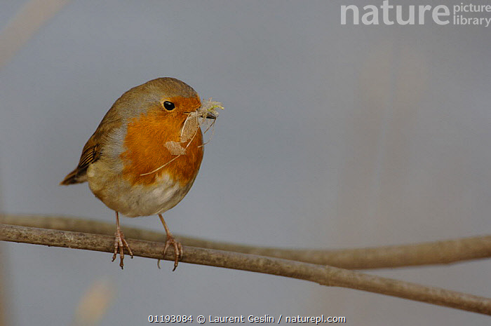 Stock photo of Robin (Erithacus rubecula) with nesting material on a ...