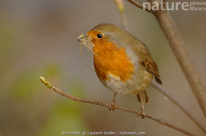 Stock photo of Robin (Erithacus rubecula) with nesting material on a ...