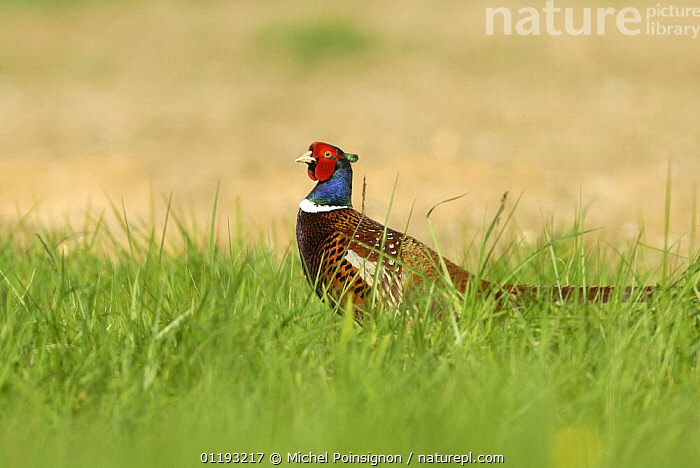 Stock photo of Male Pheasant (Phasianus colchicus) in a field, Lorraine ...