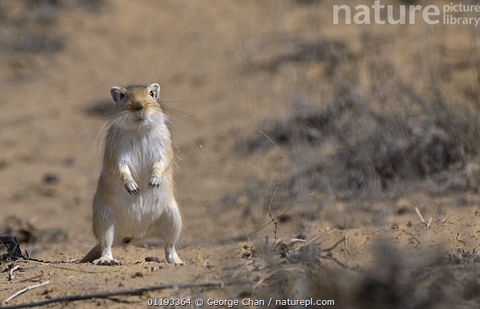 Stock photo of Giant / Mongolian gerbil (Meriones unguiculatus ...