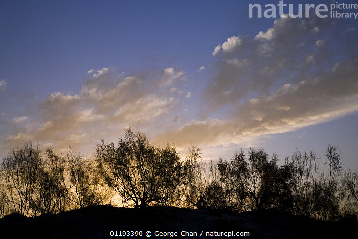Stock photo of Saxaul trees (Haloxylon ammodendron) in the Junggar ...