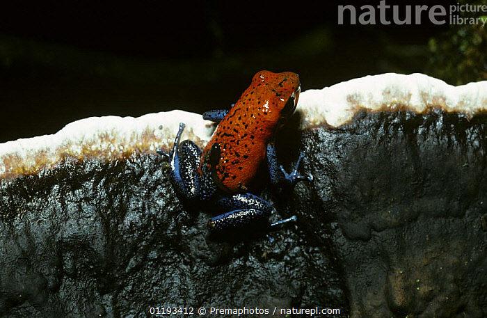Stock photo of Strawberry poison-arrow frog (Dendrobates pumilio ... Stock photo of Strawberry poison-arrow frog (Dendrobates pumilio ...