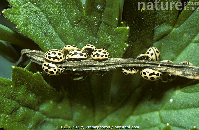 Stock photo of Group of 16-spot ladybirds (Micraspis sedecempunctata ...
