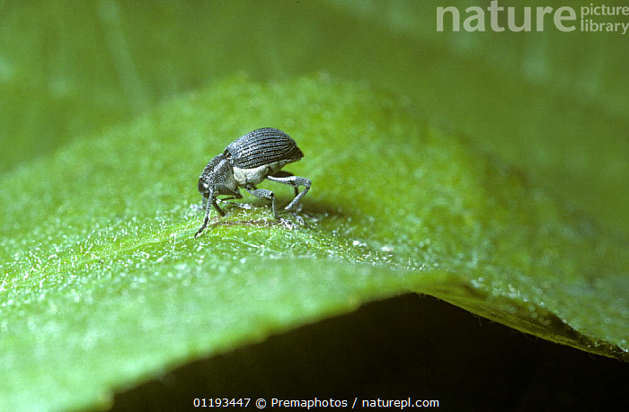 Stock photo of Weevil (Curculio / Balanobius salicivorus) female biting ...