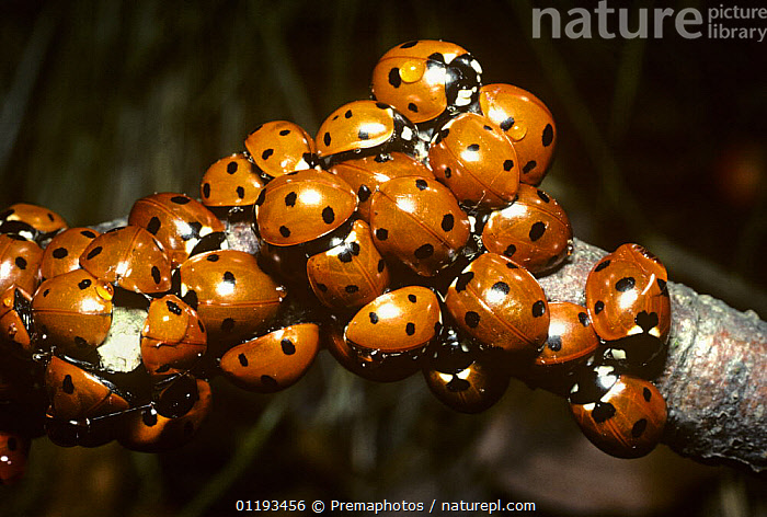 Stock photo of Seven-spot ladybird (Coccinella 7-punctata) hibernating ...