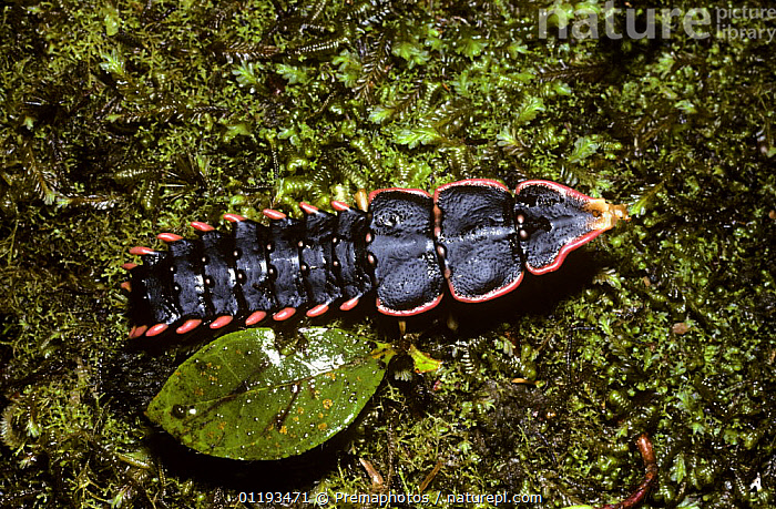 Stock photo of Net-winged beetle (Duliticola sp), trilobite larva ...